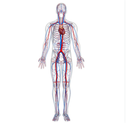 How the Circulatory System Affects Your Life – KOAPRO